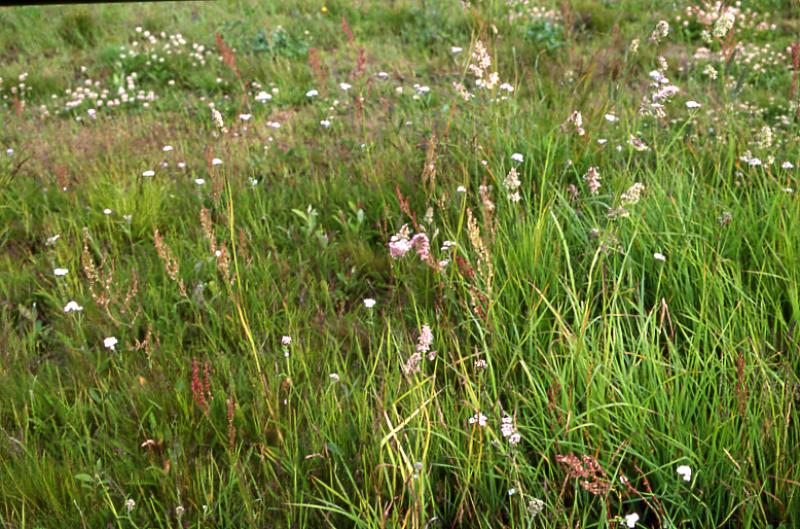 Röbäcksdalen Field Research Station - Sweden | DEIMS-SDR